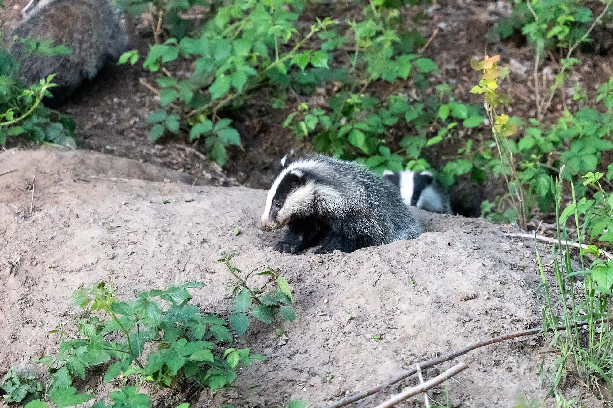 Dassen spotten en fotograferen in Overijssel