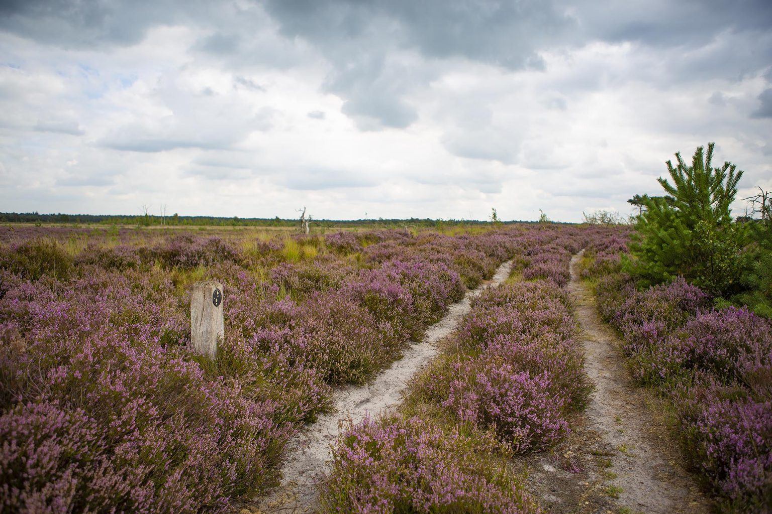 Heide in Nederland: tips voor wandelen en fotograferen